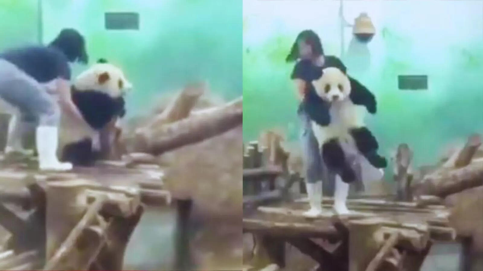 Too Cute to Handle! Panda Cub’s Bath-Time Tantrum Wins The Internet- Watch