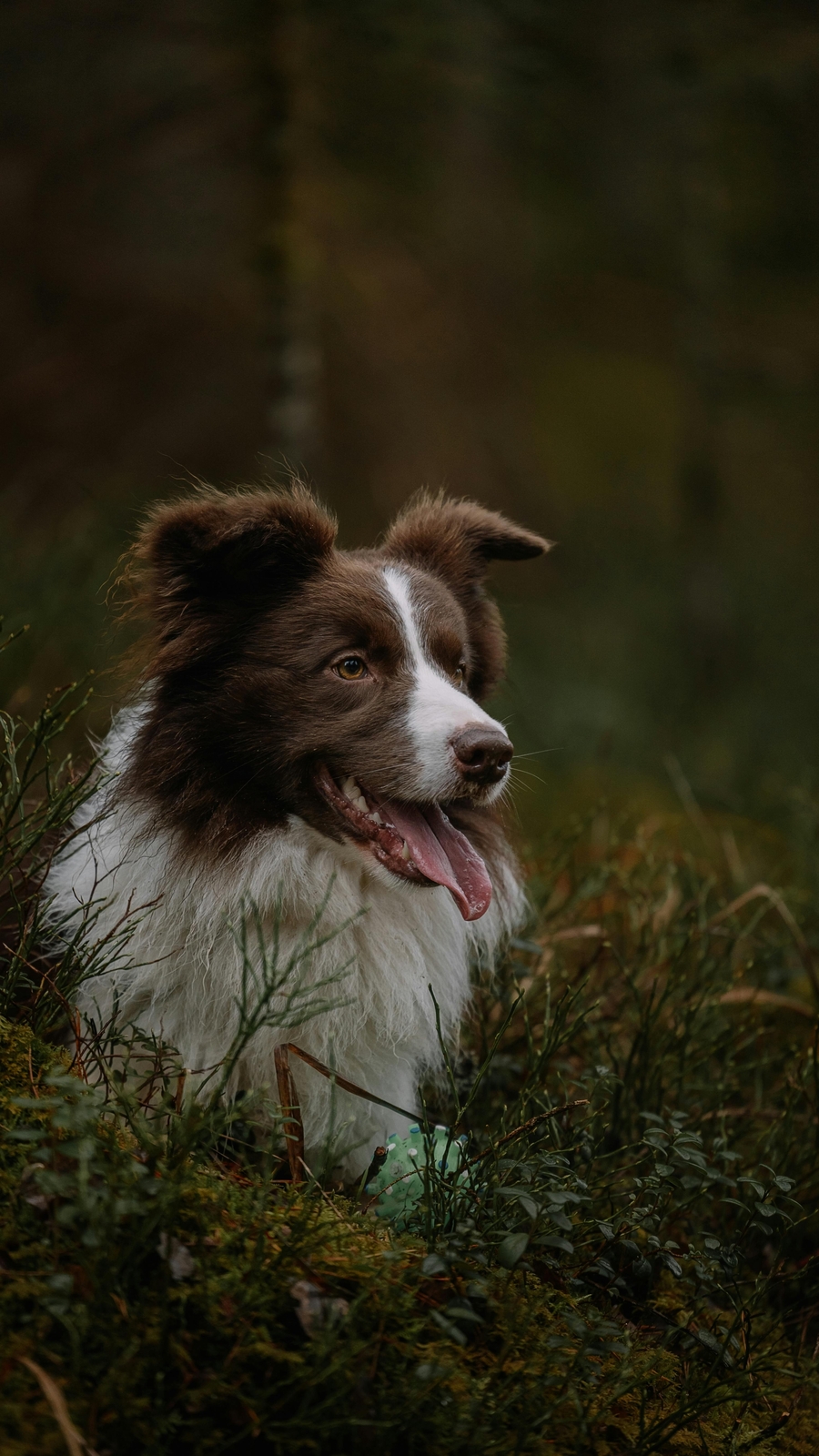 Highly trainable dog breeds for first-time owners