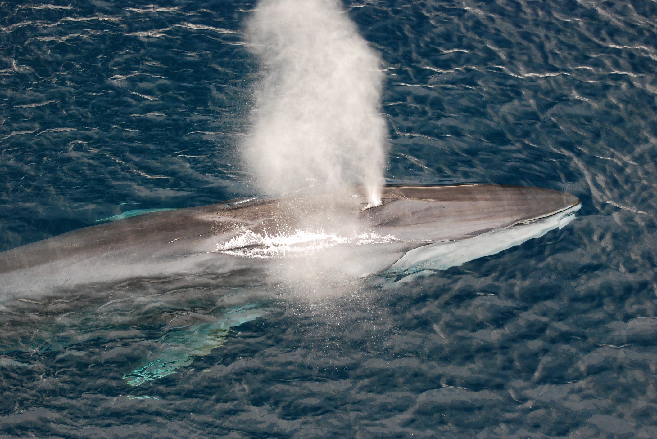 Cancelled: Whaling Called Off For The Second Year In A Row In Iceland