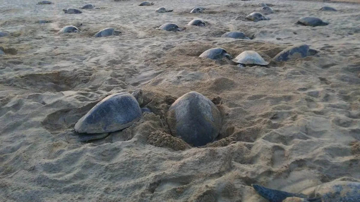 Researchers seek large-scale tagging of Olive turtles at Odisha nesting ...