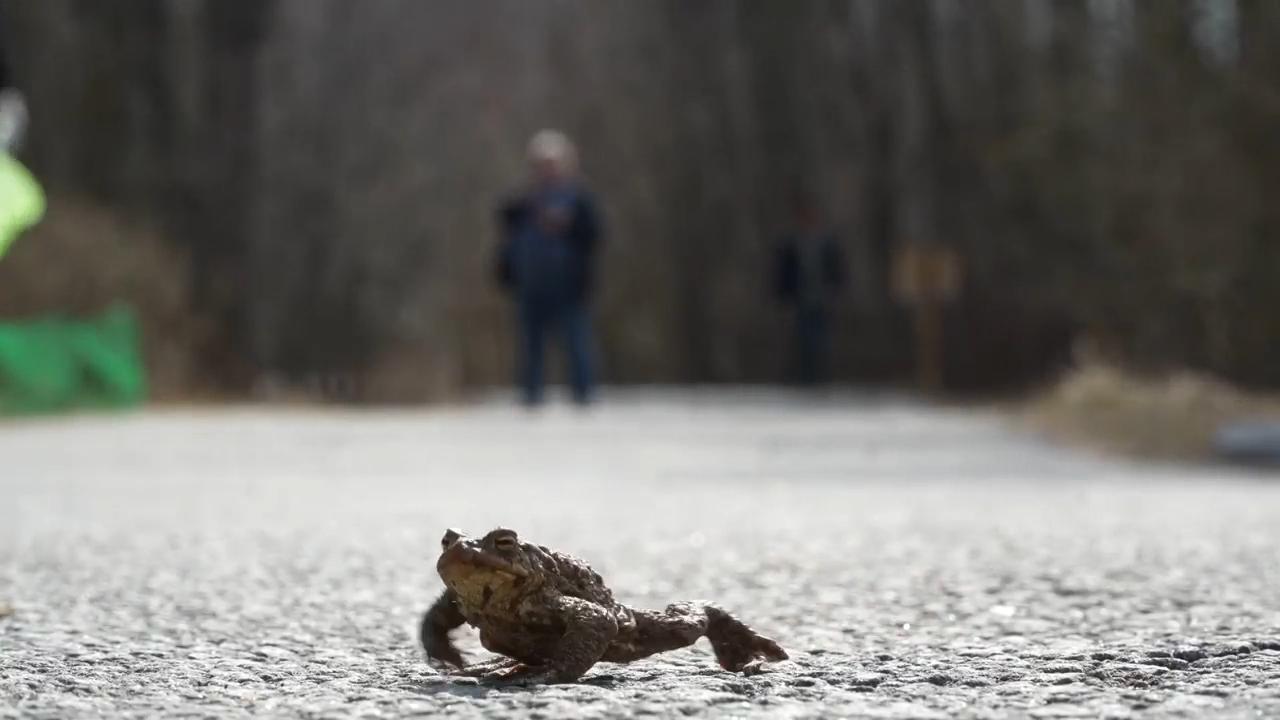 Volunteers in Russia carry frogs and toads across a road to help them ...
