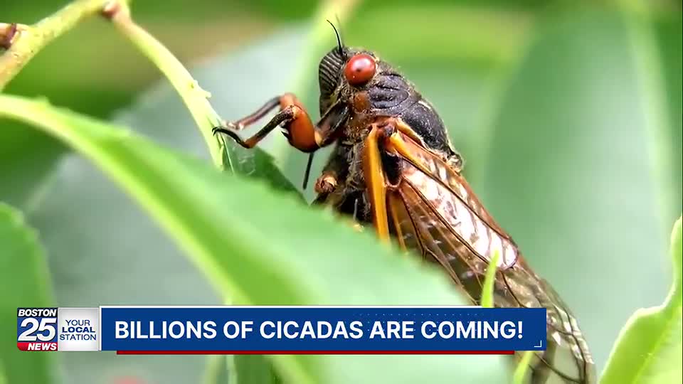 Brace yourself for the buzz: Brood XIV to bring cicadas to Mass. Where ...