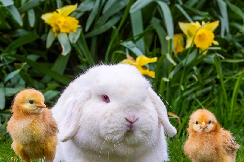 Scottish dwarf rabbit looks after newborn chicks in adorable Easter photos