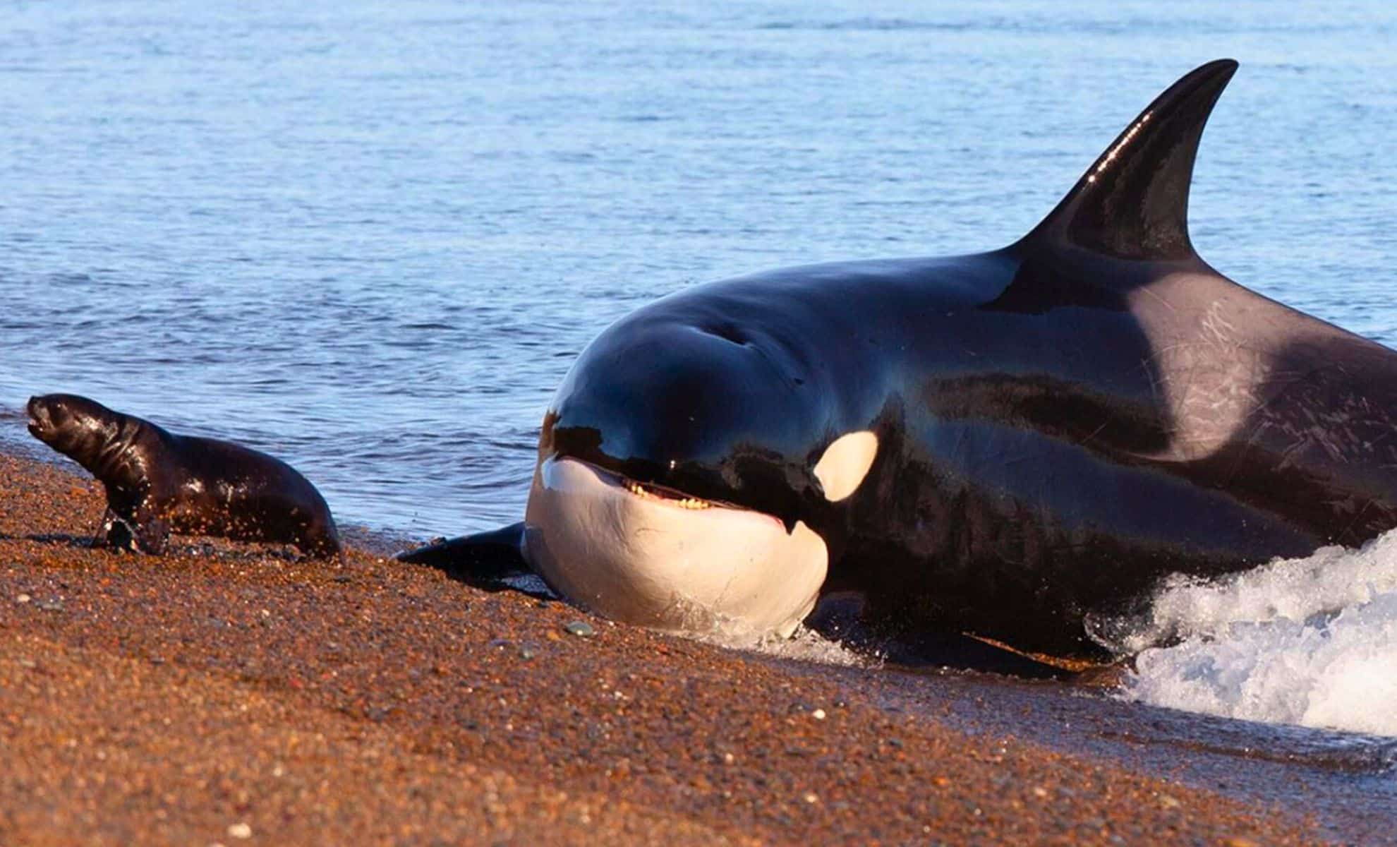 It’s Official: Orcas and Dolphins Have Crossed the Point of No Return ...