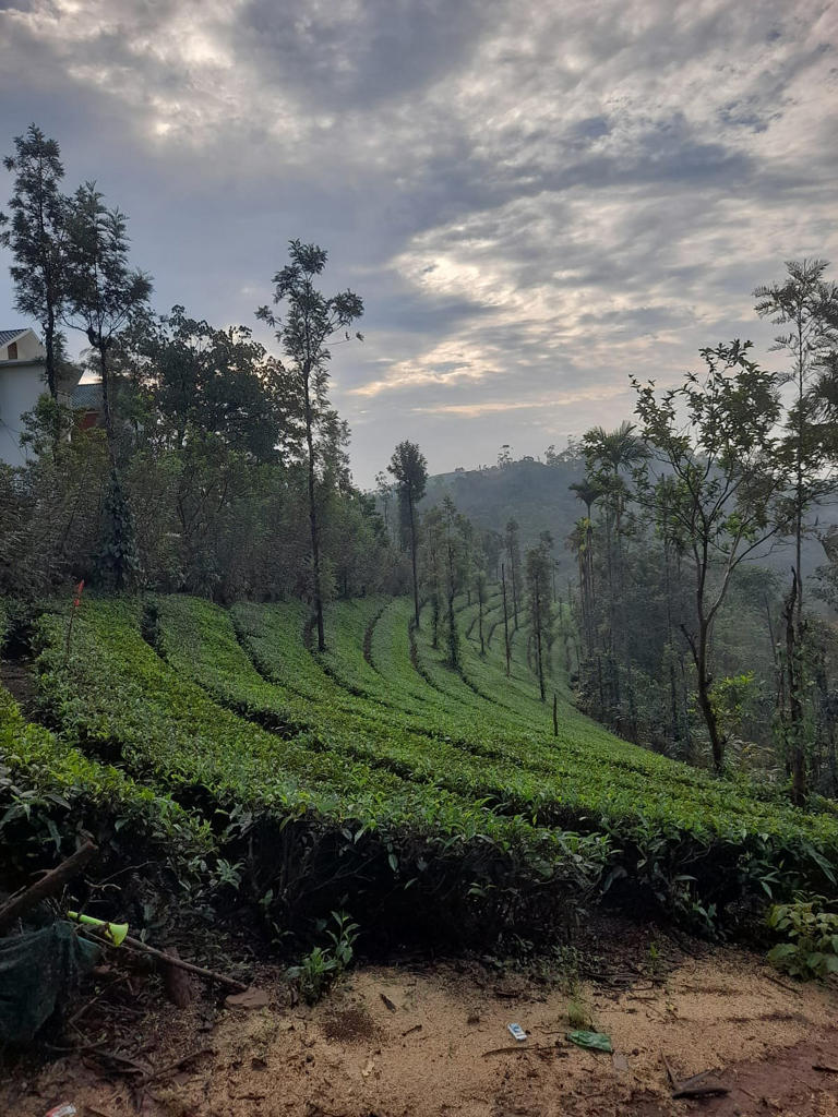 India's tea exports touch 254.67 million kg in 2024: Tea Board