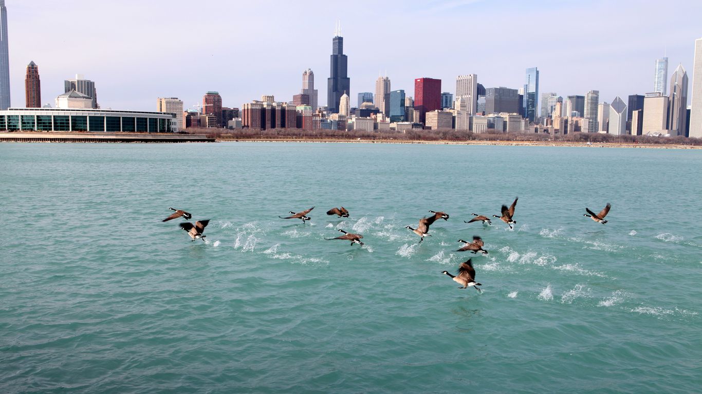 Illinois birds in crisis: Report shows major decline in local species