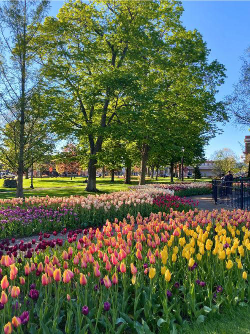 A Guide to Tulip Time in Holland, Michigan