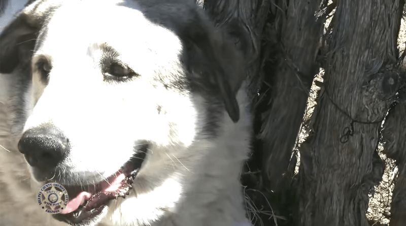 Lost Arizona toddler found miles from home by dog that guided him to ... Lost Arizona toddler found miles from home by dog that guided him to ...