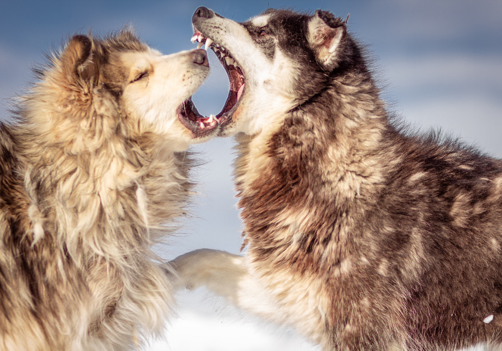 Game of Thrones Made Them Famous—Here Are 10 Facts About Dire Wolves