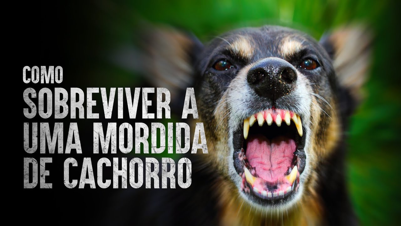 Como Sobreviver a uma Mordida de Cachorro