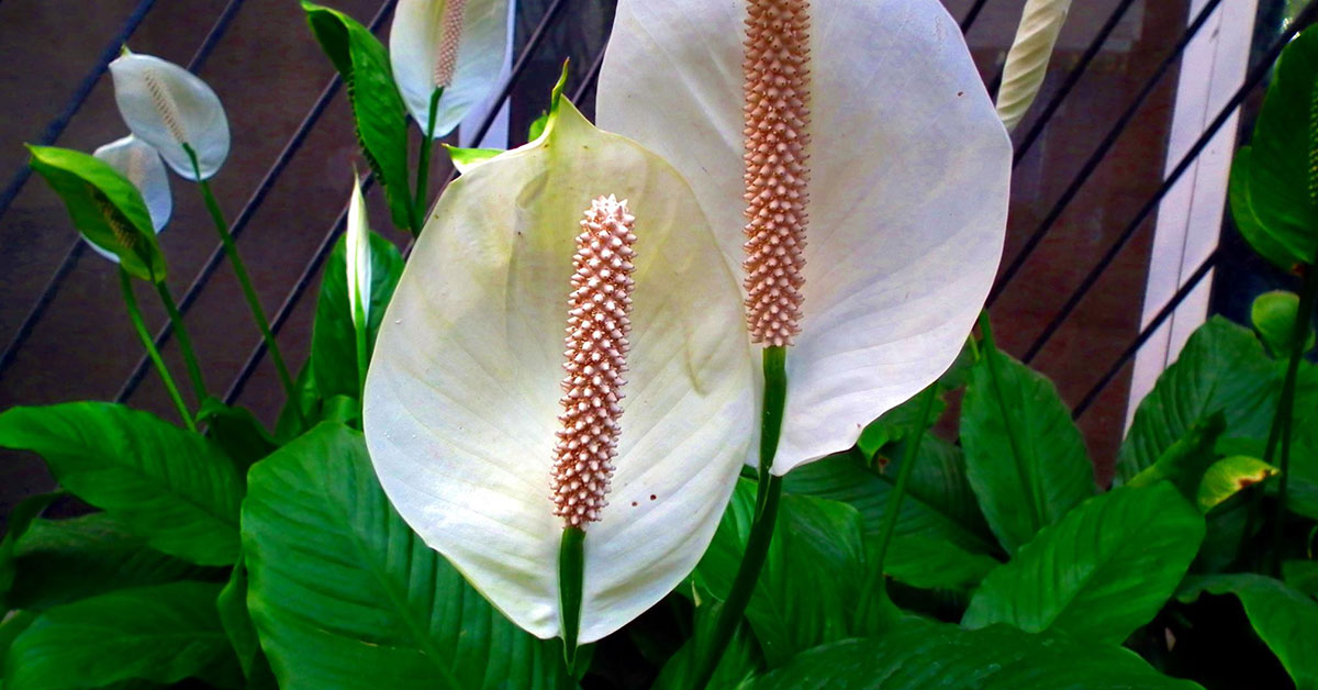 10 Gardening Tips For Growing Beautiful Blooming Anthurium