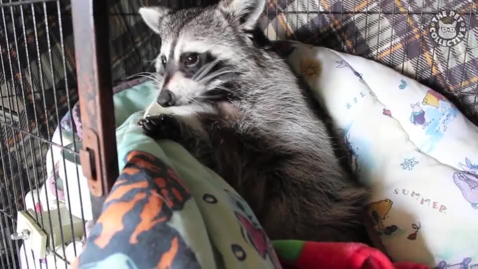 Crazy Raccoons Video Compilation