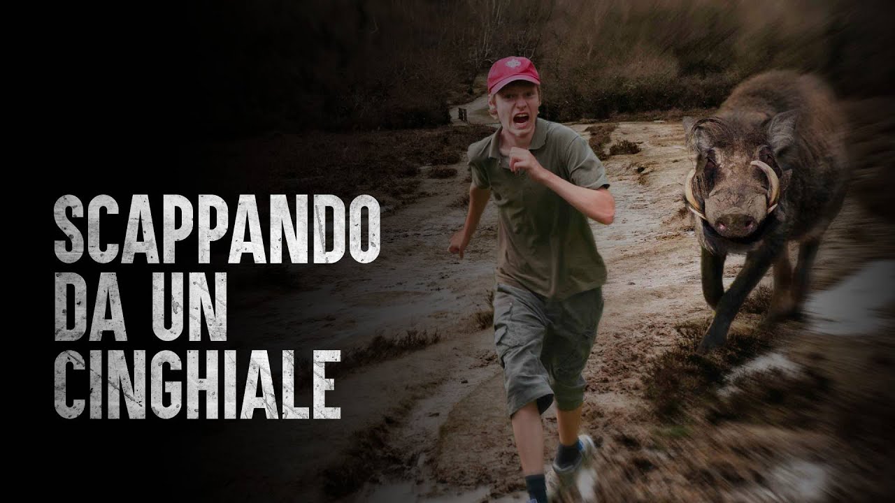 Come Sopravvivere all'Attacco di un Cinghiale