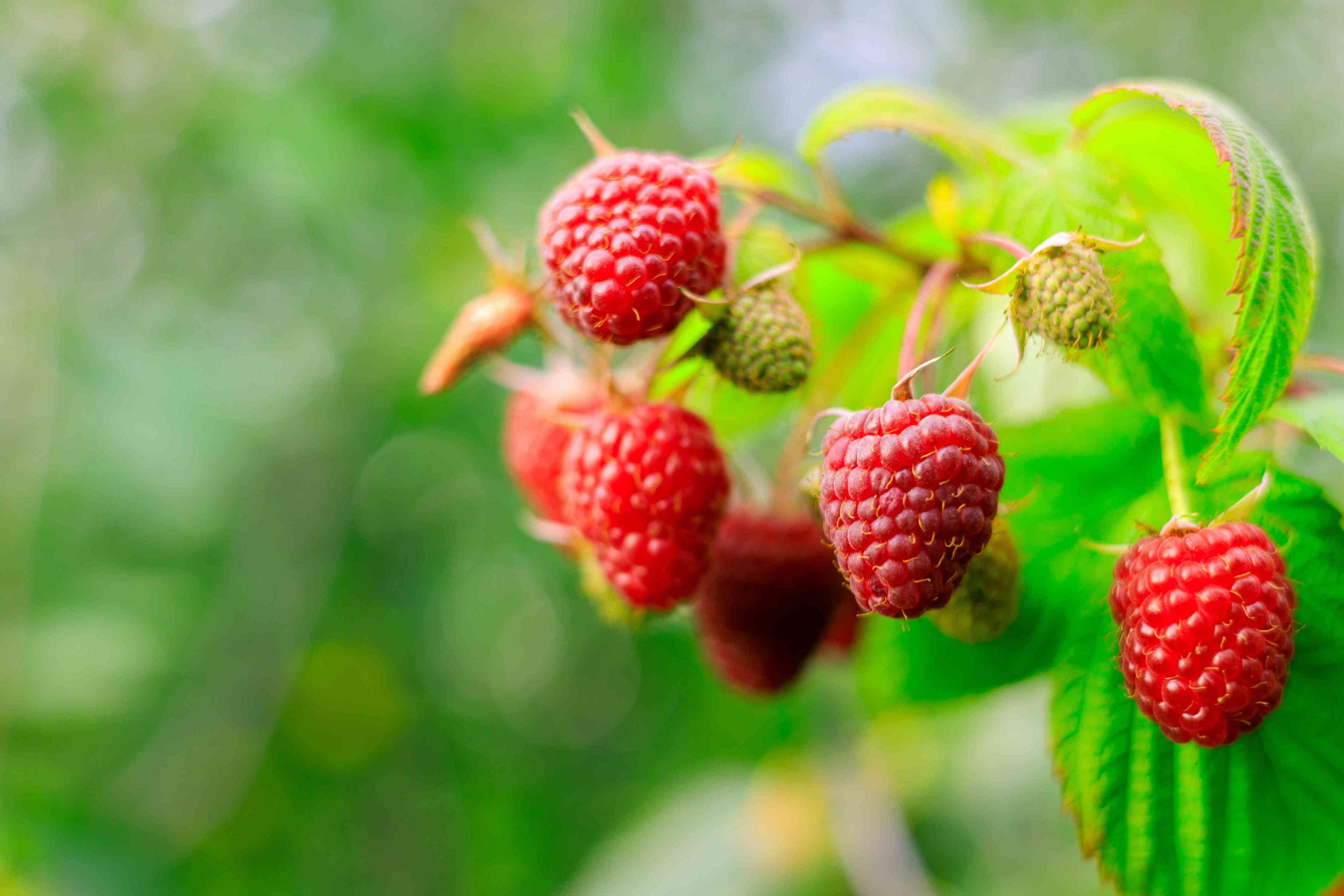 Woman's Raspberries Were Mysteriously Disappearing—Now She Shares Them ...