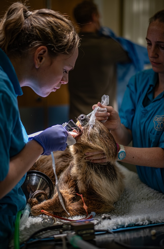 Chester Zoo Team Races to Save Sloth’s Life in Dramatic Zoo Operation