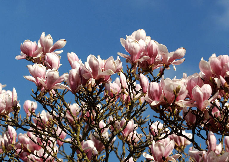 Top scented plants for your garden, from a Kew expert