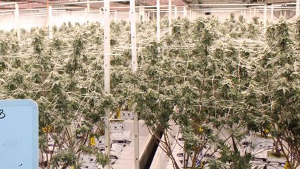 Oklahoma Bureau of Narcotics seizes over 8,000 marijuana plants in ...