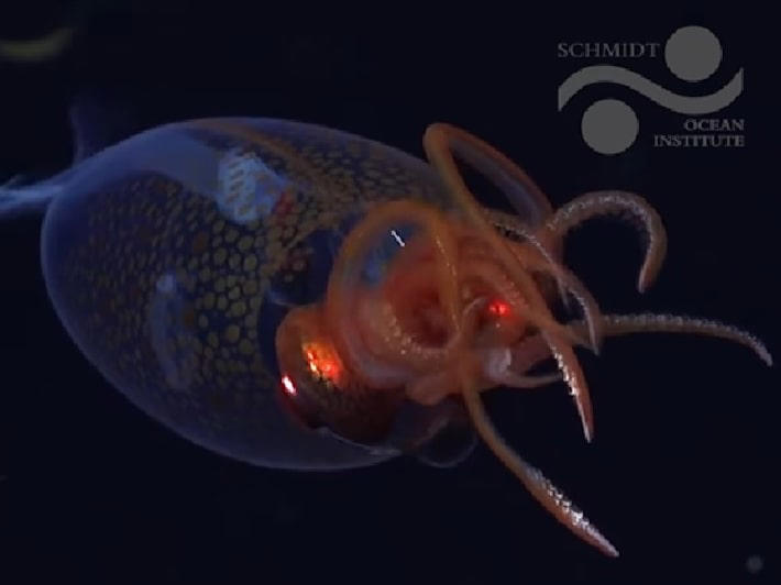 Vídeo: Lula colossal que pode chegar a pesar 500 quilos é vista em ...