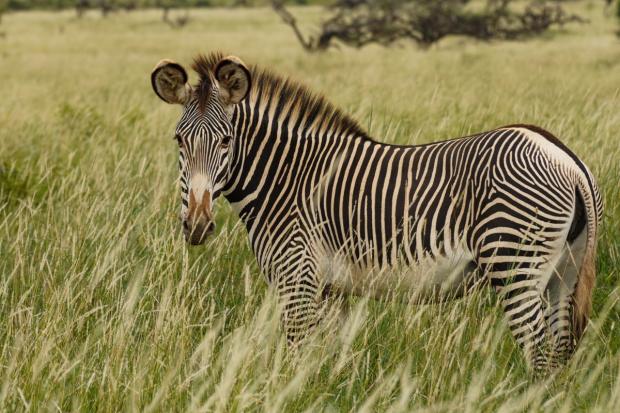 'We must act now': Zoo launches campaign to save endangered zebra