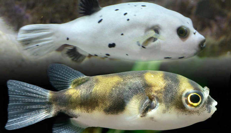 Top 5 Safest Pufferfish to Own