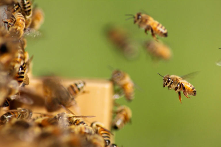 Personality test for bees: Research reveals differences in honey bee ...