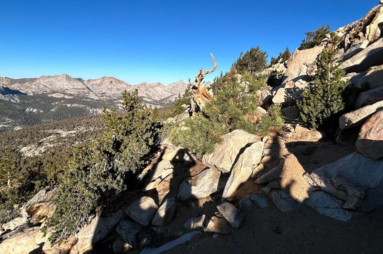 A new record for California's highest-elevation tree: Jeffrey pine ...