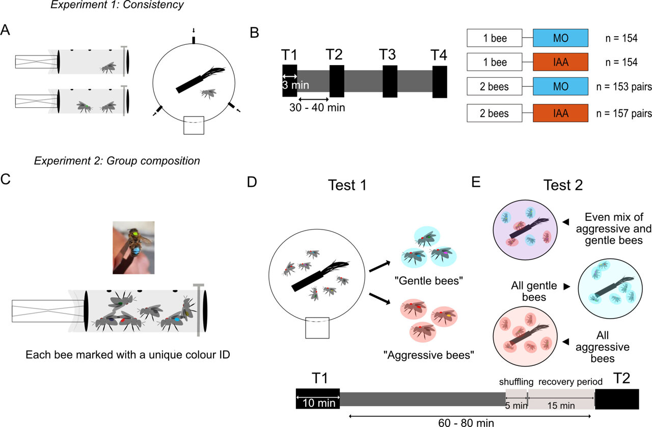 Personality test for bees: Research reveals differences in honey bee ...