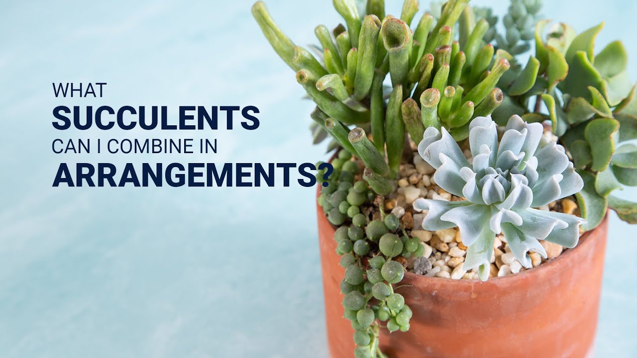 Succulent Match-Making: Perfect Plant Combos for Stunning Arrangements