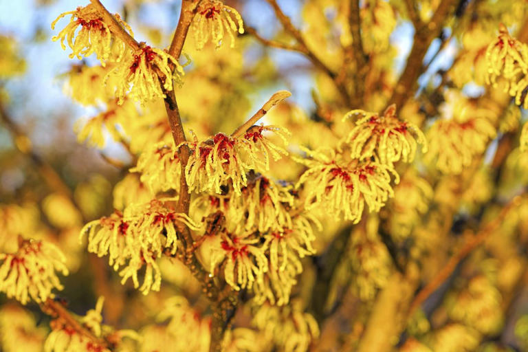 How to Grow and Care for Witch Hazel Plants the Right Way