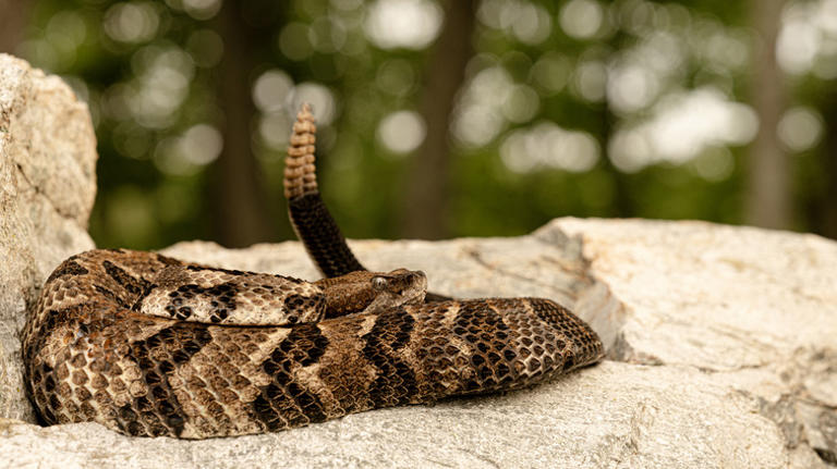 The Most Dangerous Animal To Look Out For When Exploring New York