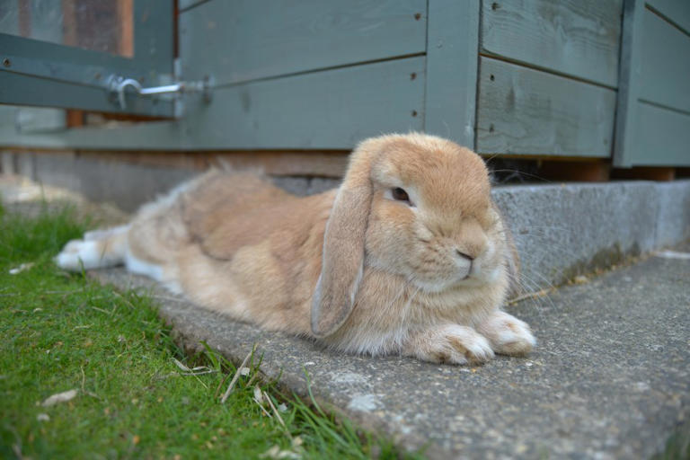 Domestic rabbits are suddenly dying in Douglas County. Here’s why