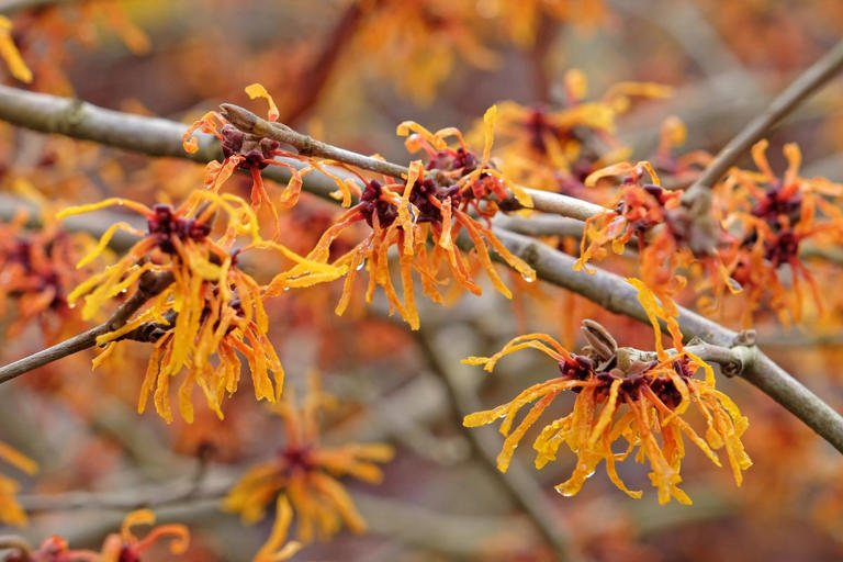 How to Grow and Care for Witch Hazel Plants the Right Way