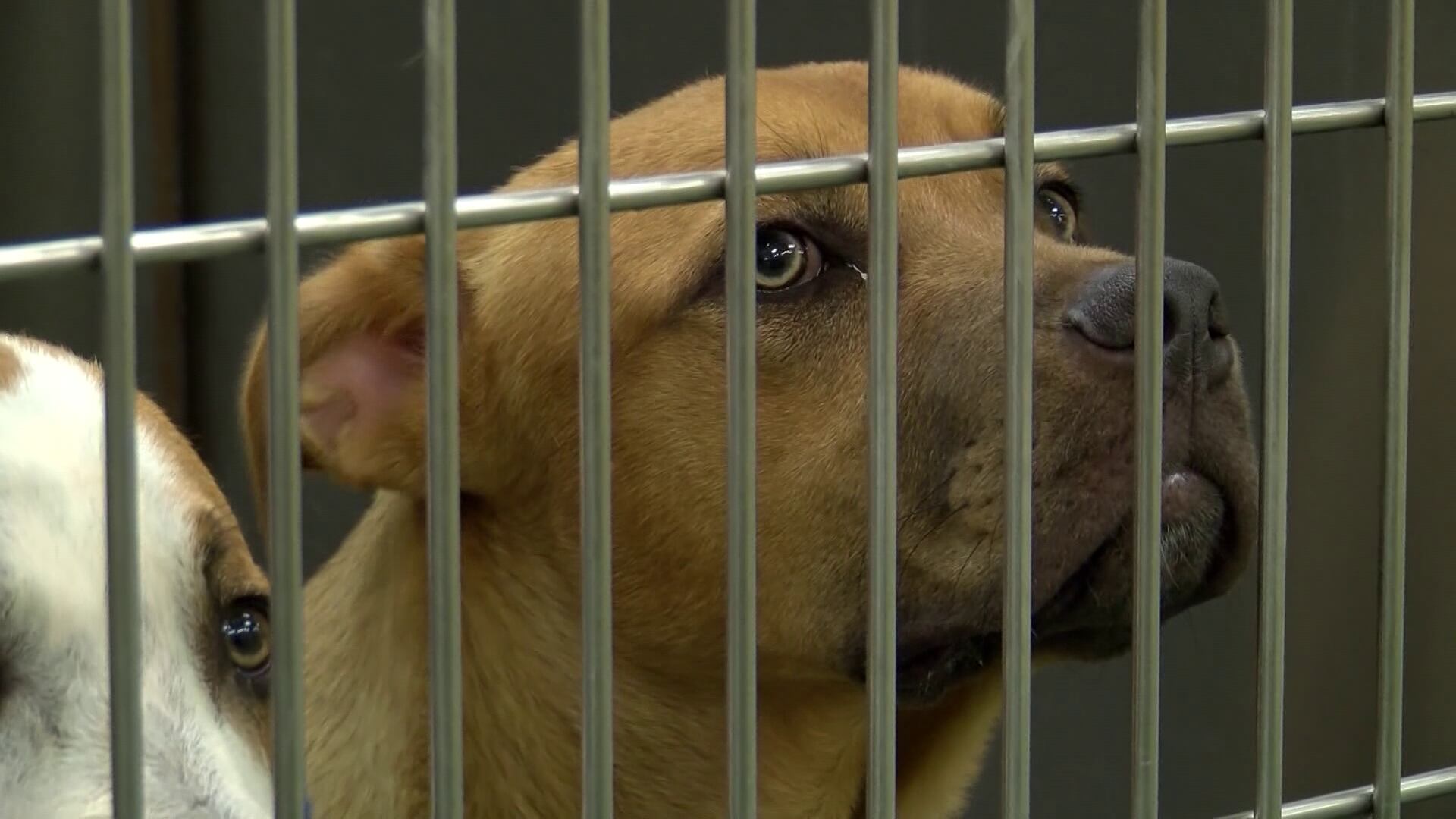 Oak Ridge Animal Shelter closes after 4 distemper diagnoses