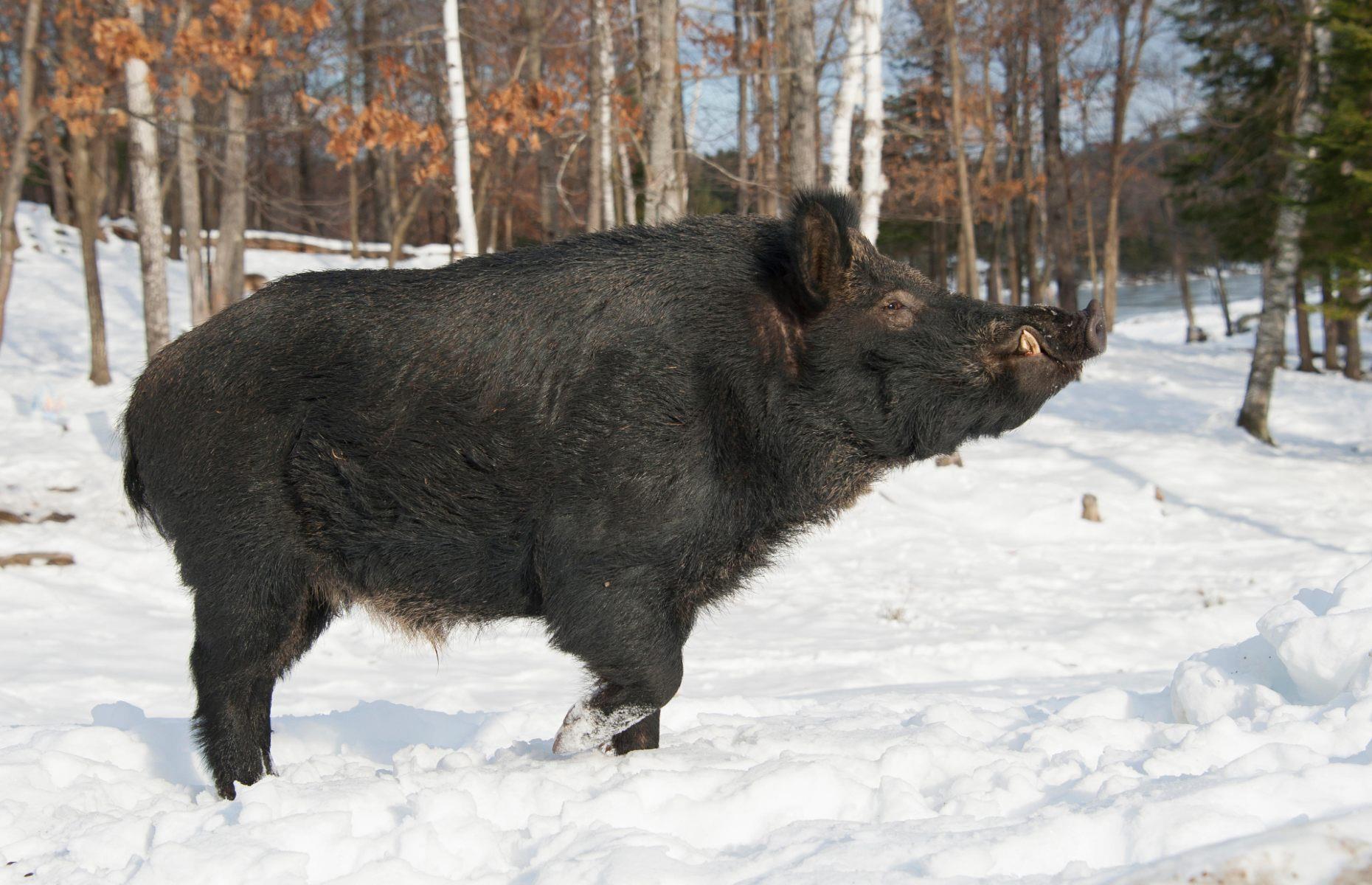 Canada's deadliest creatures, revealed
