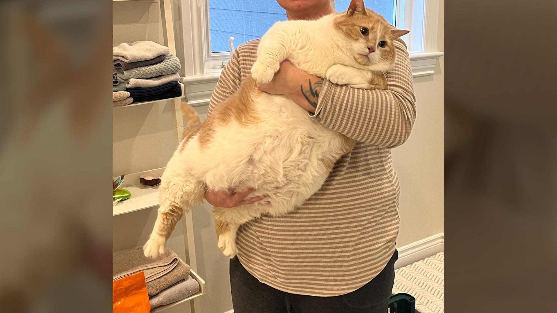 'Chonky' cats lose weight to find forever home