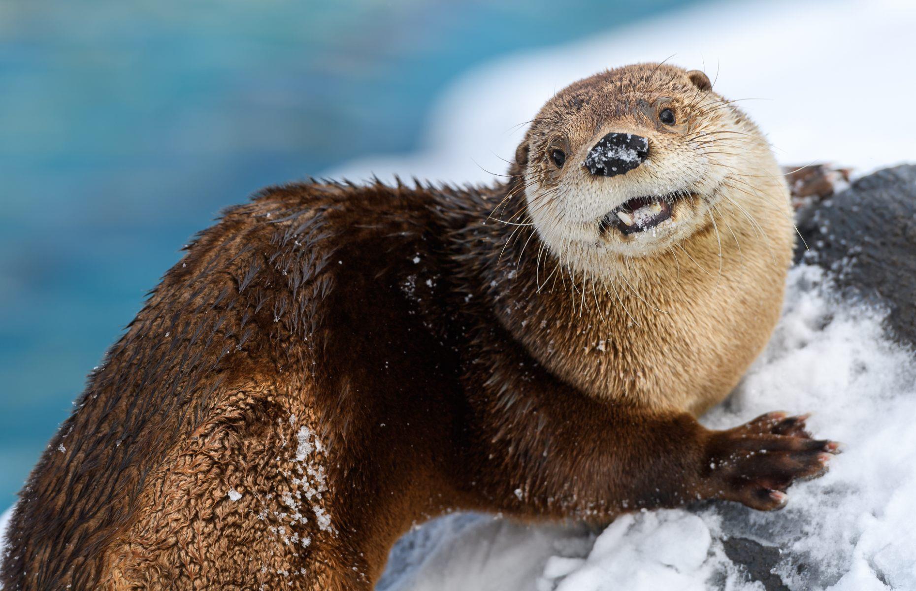 Canada's deadliest creatures, revealed