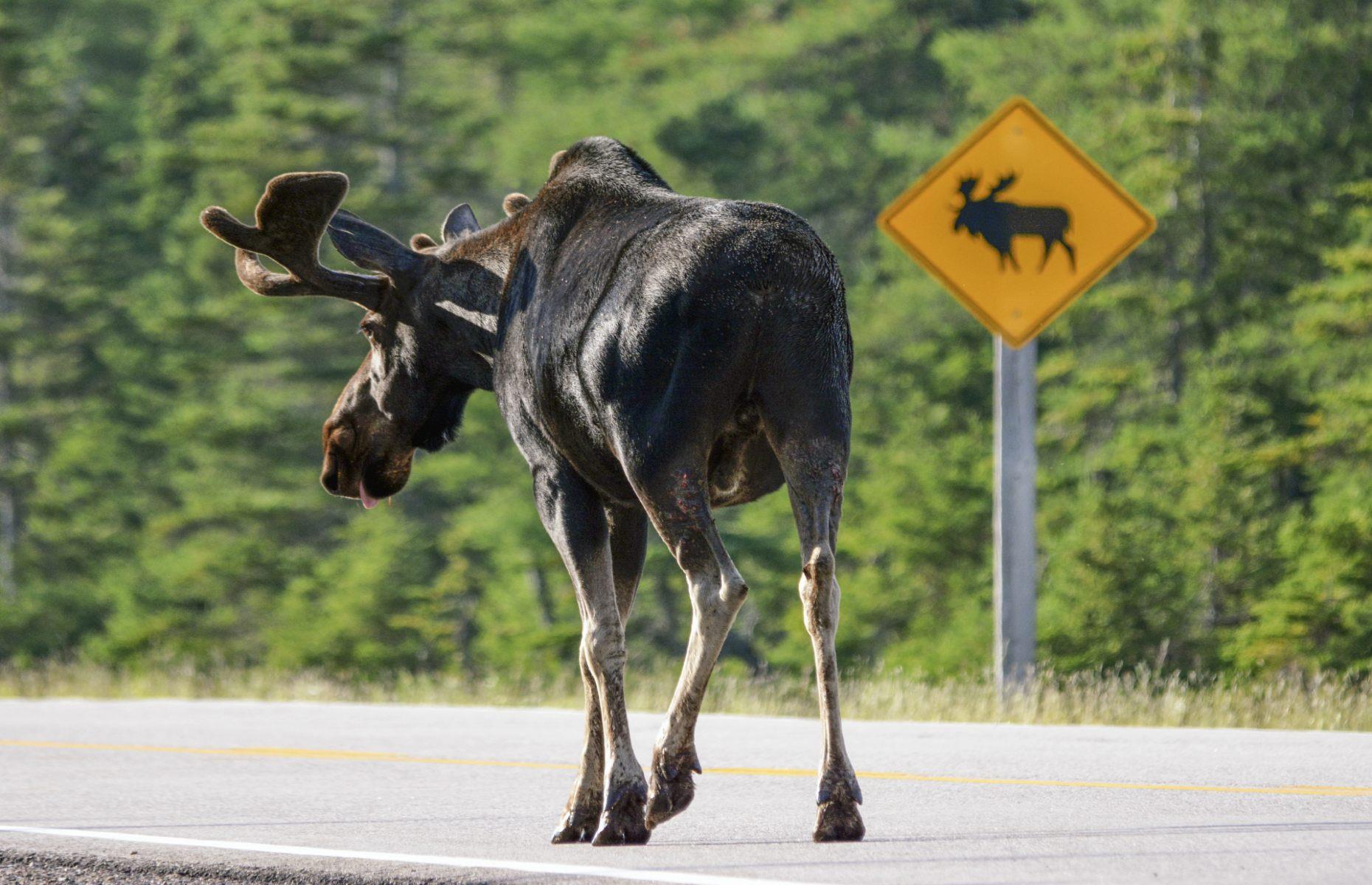 Canada's most dangerous animals, ranked