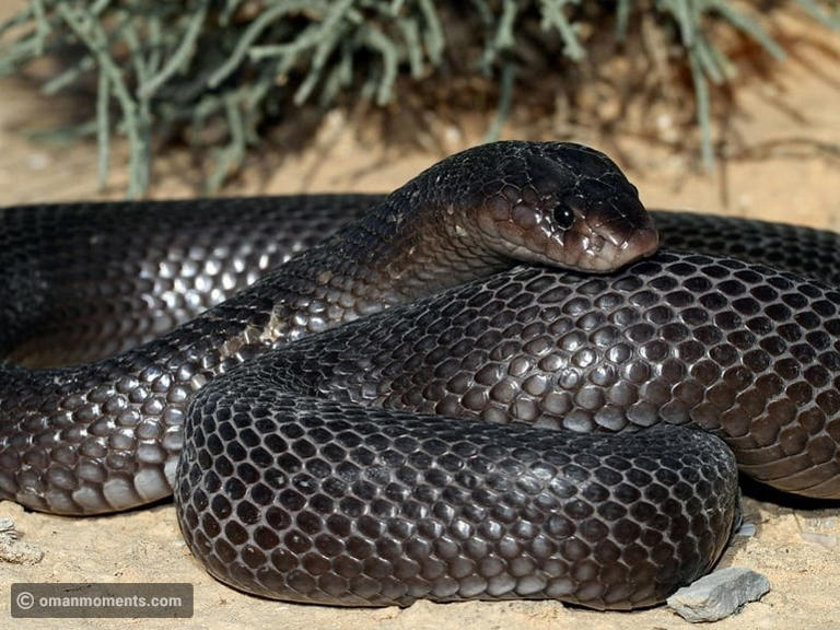 The Black Desert Cobra Has Been Discovered in Oman
