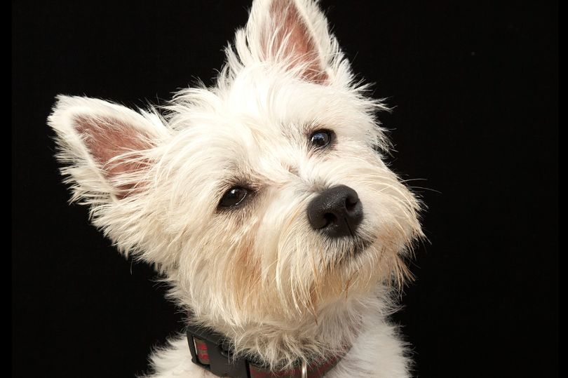 Unlicensed dog breeder made £100,000 selling puppies online