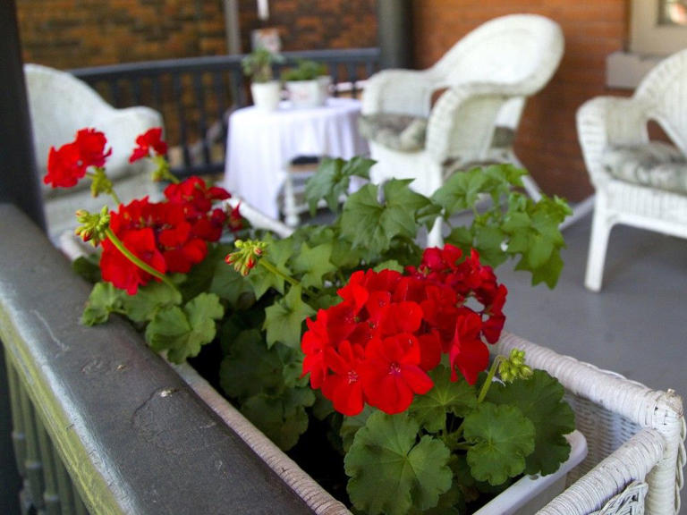 Growing Things: Is it safe to split geraniums?