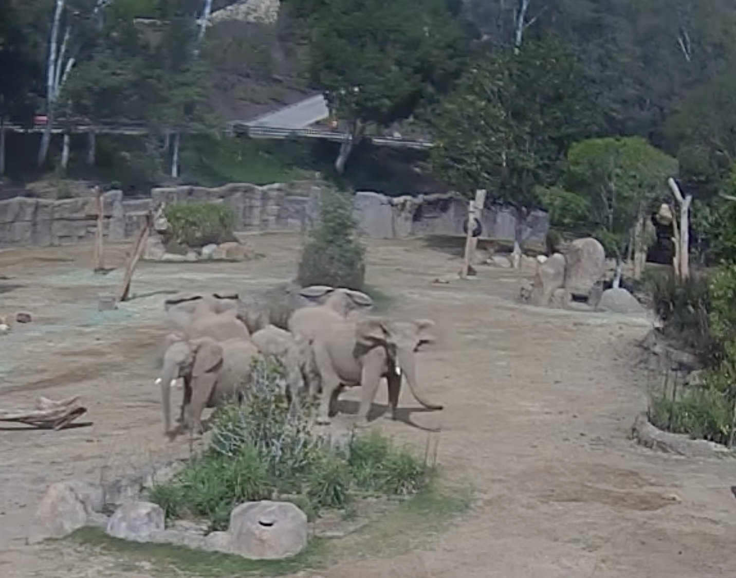 Watch These Elephants Form an 'Alert Circle' as an Earthquake Shakes ...