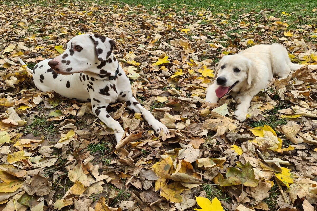 Dalmatian 'Falls in Love' with Boy Next Door in Straight-Up Movie Scene