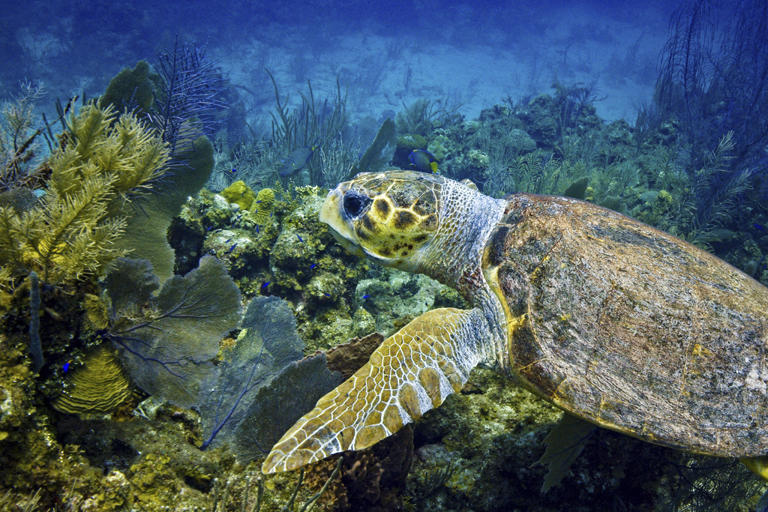 Endangered sea turtle populations show signs of recovery in more than ...