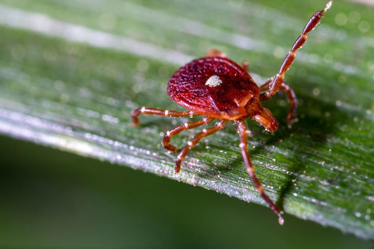 What is alpha-gal syndrome? The ‘red meat allergy’ triggered by a tick bite