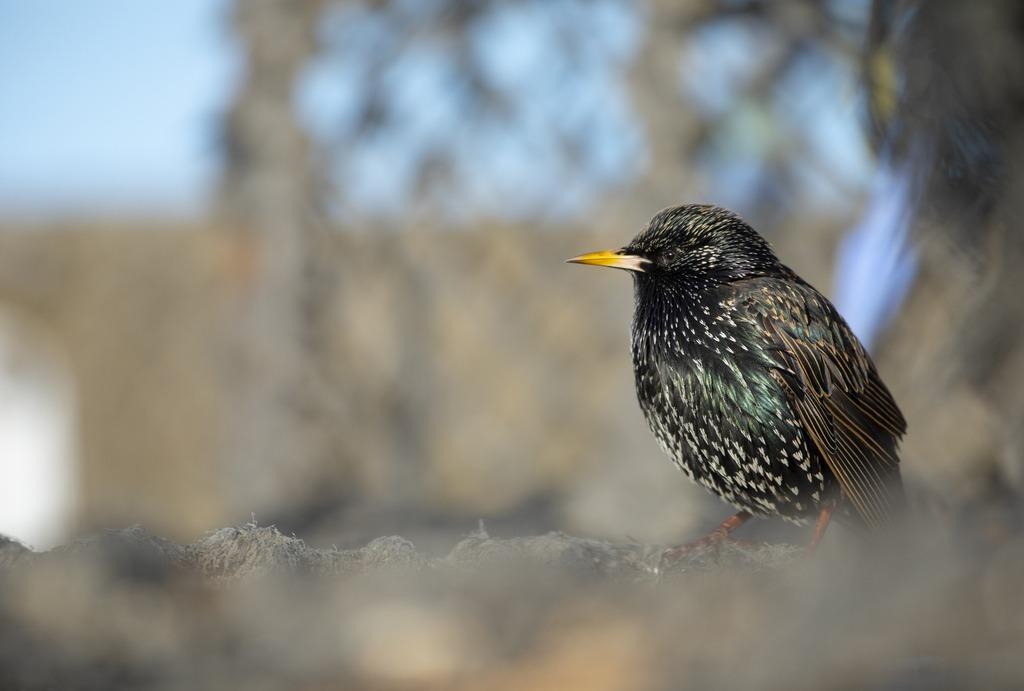 RSPB NI: Your chance to make a difference and protect Northern Ireland ...
