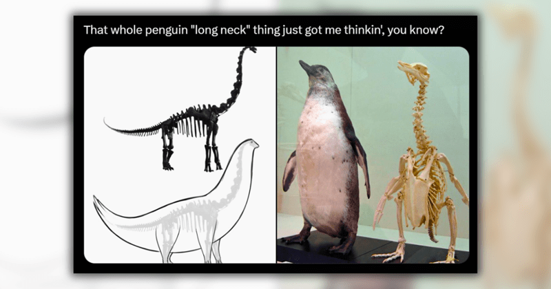 24 Amusing Animal Memes for Your After-Work Whimsy Time