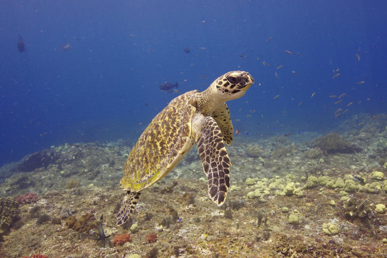 Endangered sea turtle populations show signs of recovery in more than ...