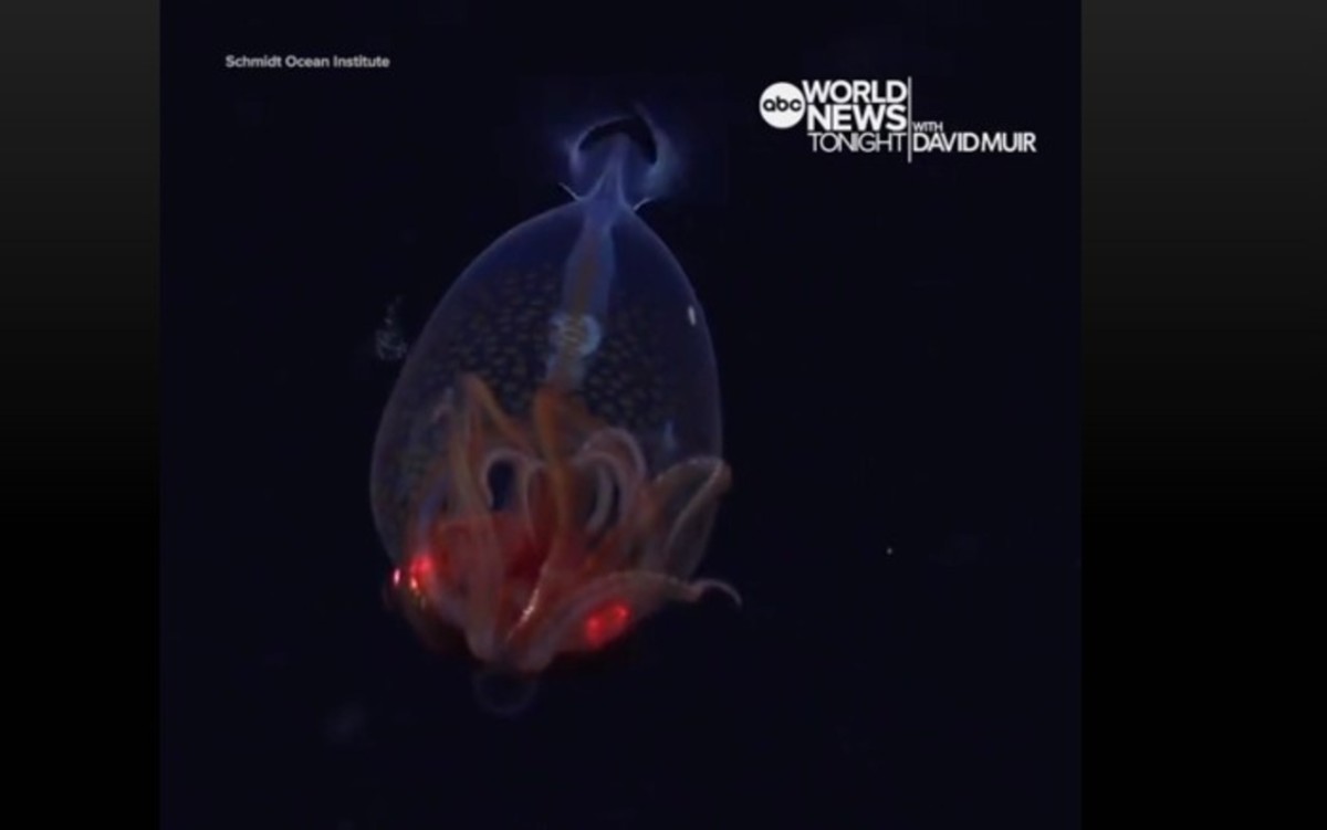 Rare Footage of Colossal Squid Caught on Camera for Very First Time