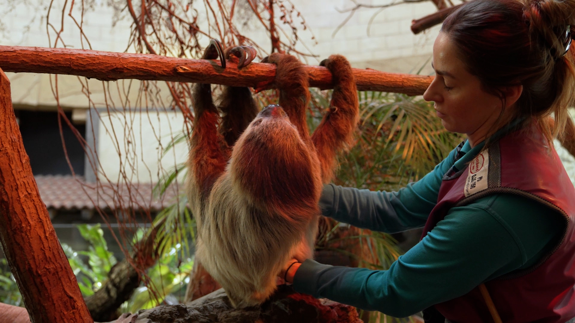 RAW VIDEO: Rico The Sloth On The Mend After Pioneering Dental Surgery 1/2
