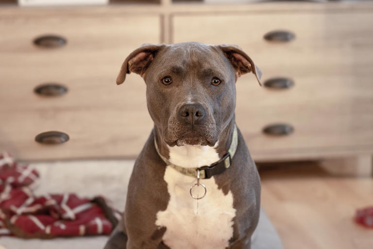 Pit Bull 'Cries for Dad' While Being Bullied by Cat Sibling and It's ...